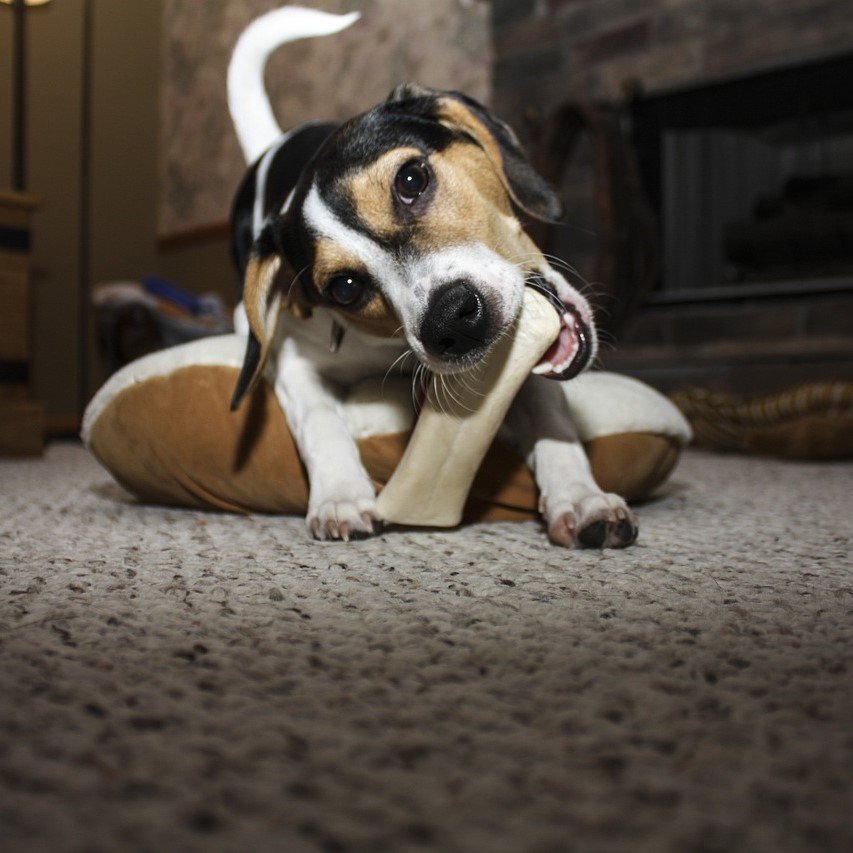 Tygge Snacks - Agersnap Hestefoder